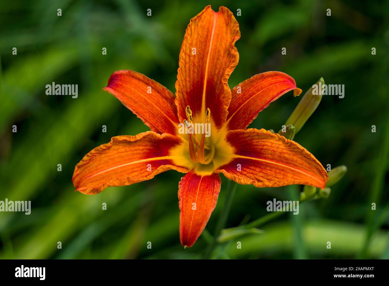 Close-up of a vibrant orange tiger lily against a soft-focus green ...