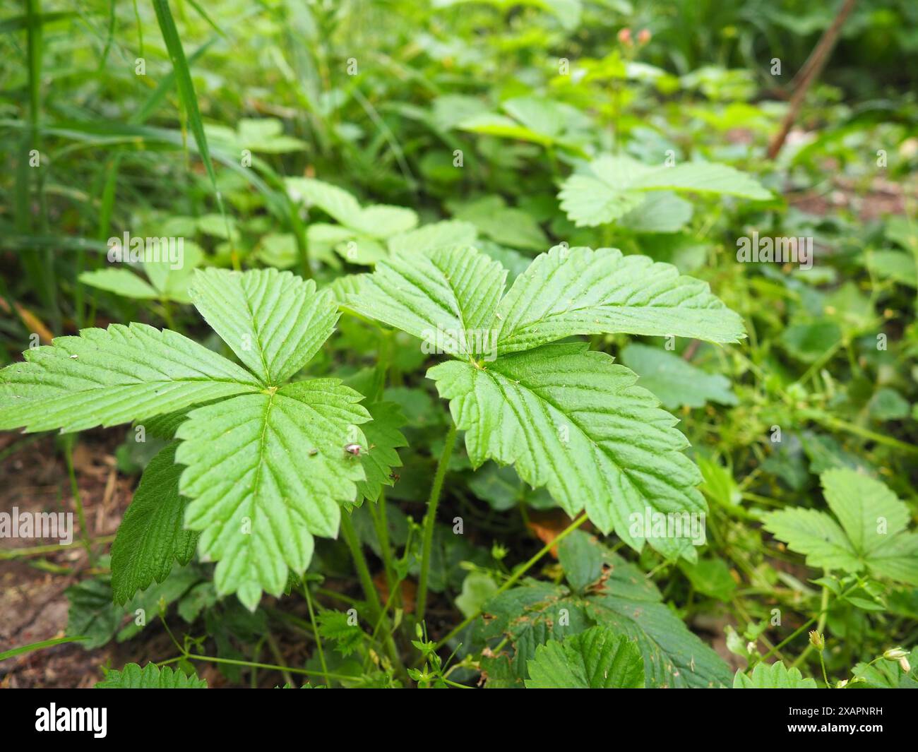 Fragaria is genus of flowering plants in rose family, Rosaceae ...