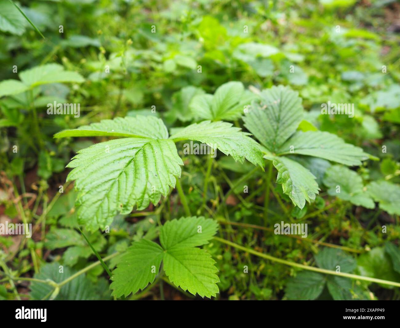 Fragaria is genus of flowering plants in rose family, Rosaceae ...