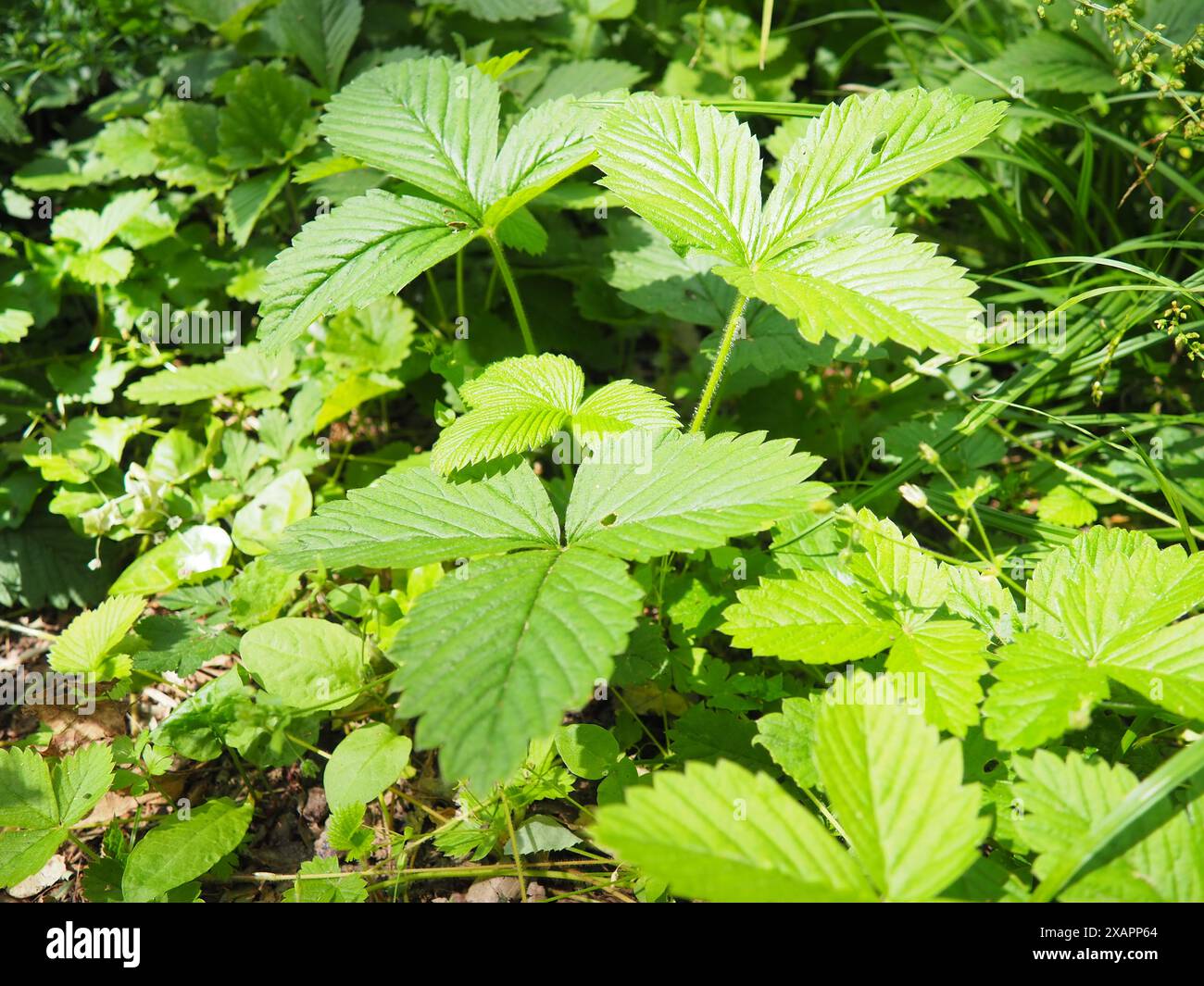 Fragaria is genus of flowering plants in rose family, Rosaceae ...