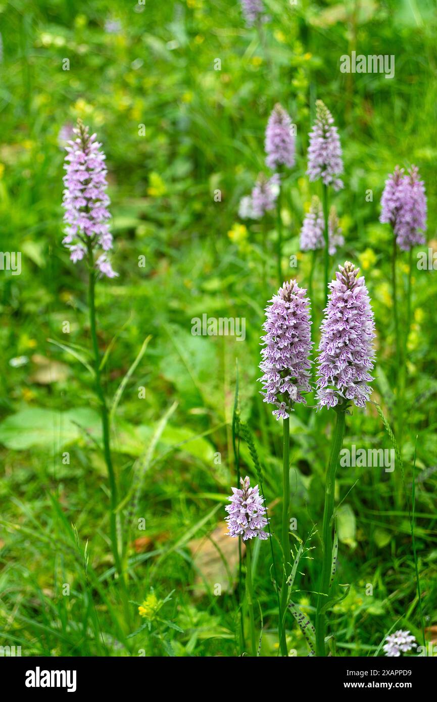Beautiful common spotted orchids grow in a meadow at The Savill Garden ...