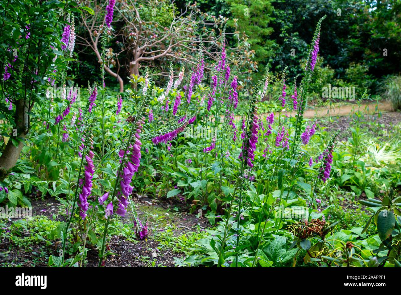 Foxgloves at The Savill Garden in Egham, Surrey which is a 35 acre haven of gardens, woodland ...
