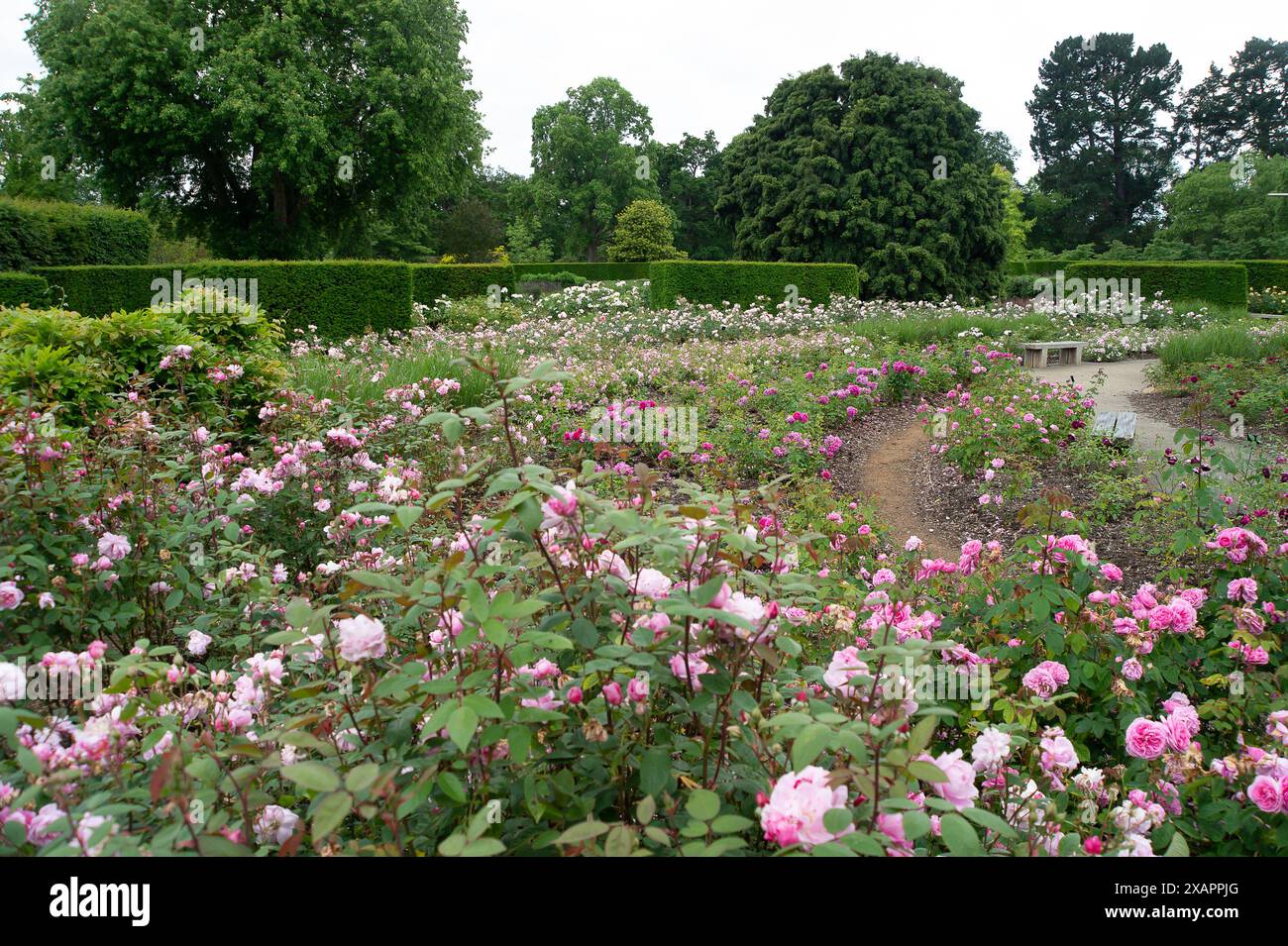 The Savill Garden Rose Garden in Egham, Surrey which is a 35 acre haven ...