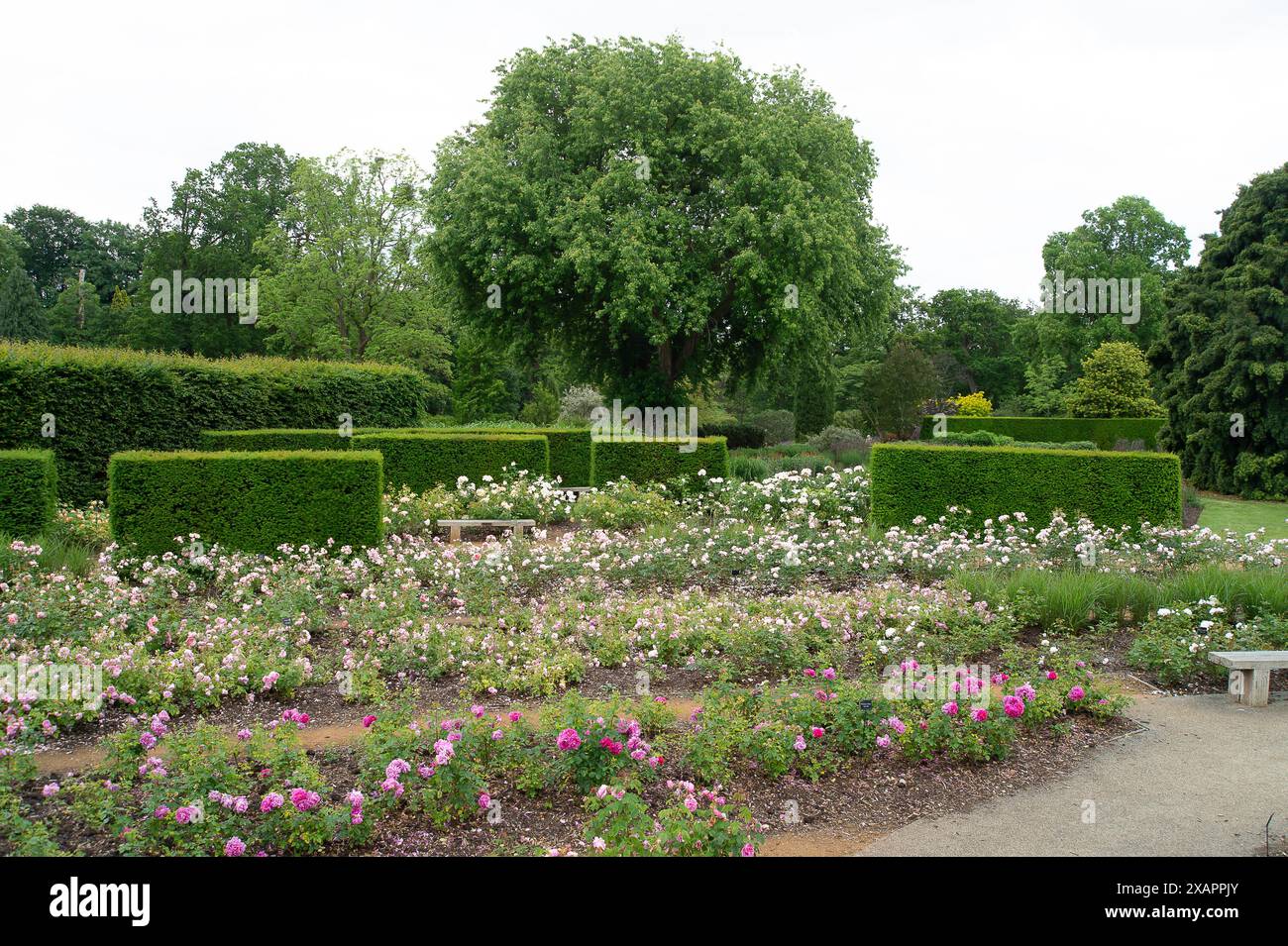The Savill Garden Rose Garden in Egham, Surrey which is a 35 acre haven ...