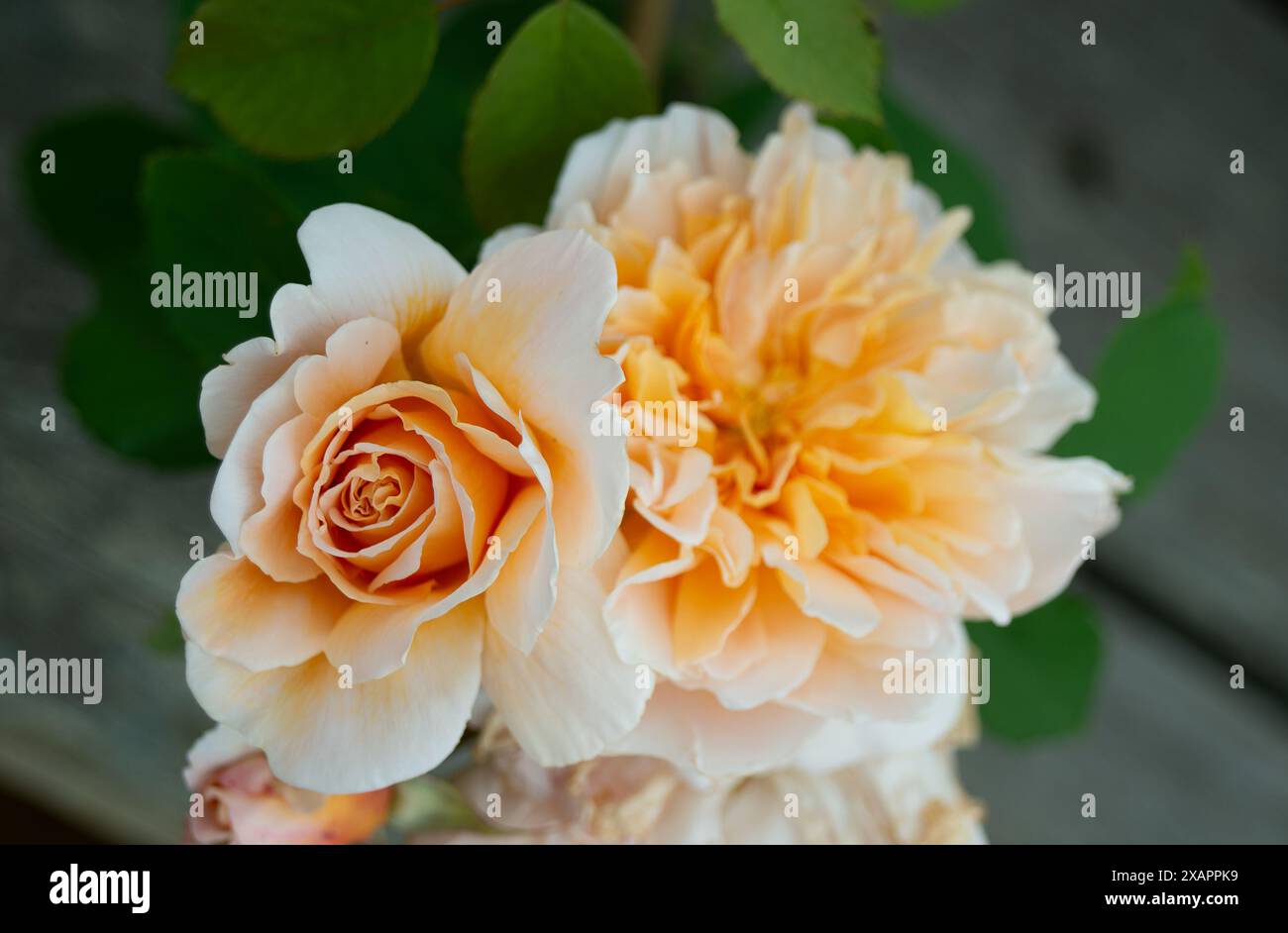 The Savill Garden Rose Garden in Egham, Surrey which is a 35 acre haven ...