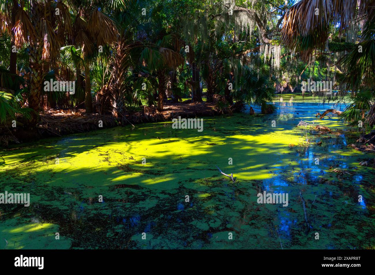 Impressive oak trees in New Orleans city park, Louisiana, USA Stock ...