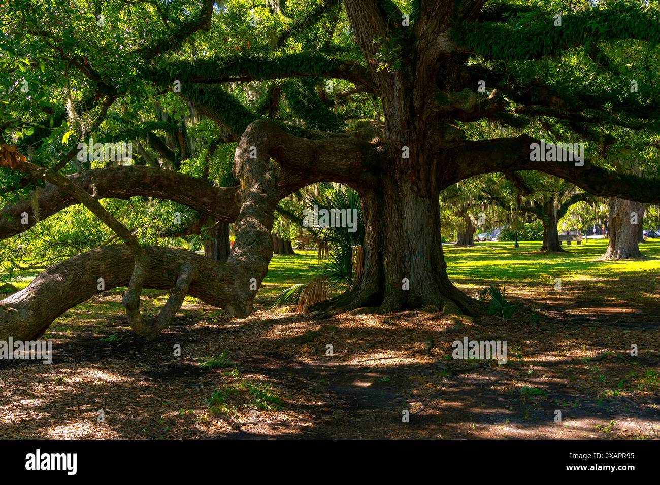 Impressive oak trees in New Orleans city park, Louisiana, USA Stock Photo - Alamy