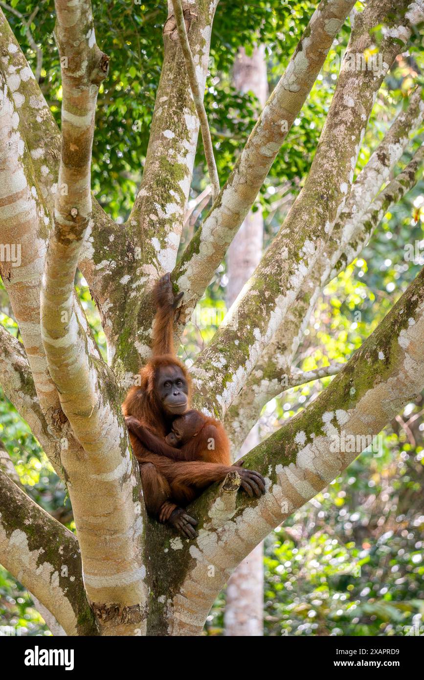 Bornean Orangutan - Pongo pygmaeus, beautiful large popular ape endemic ...