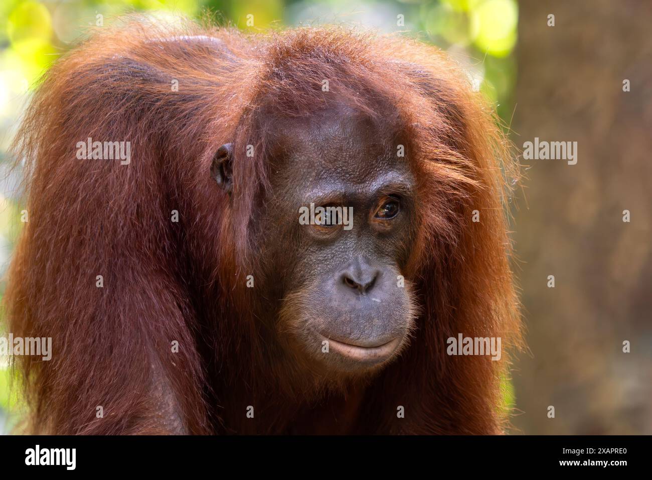 Bornean Orangutan - Pongo pygmaeus, beautiful large popular ape endemic ...