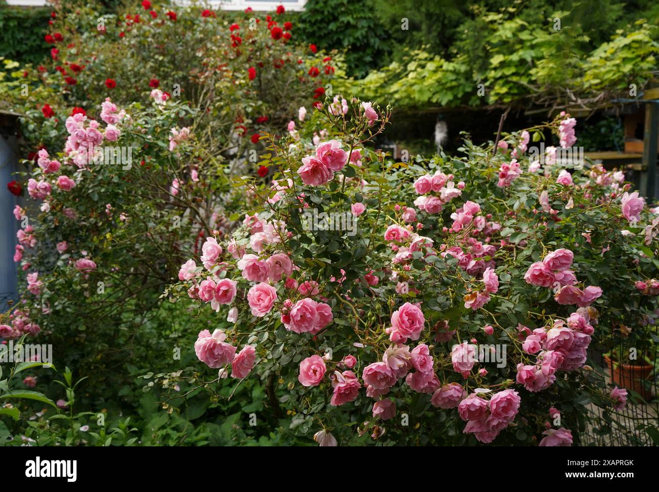 Garden full of roses bushes Stock Photo - Alamy