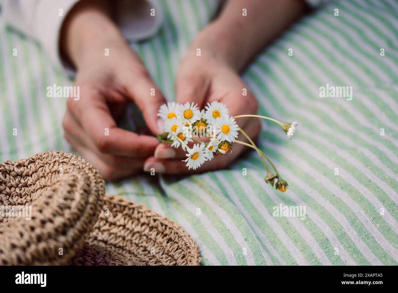 A bouquet of field white daisies plucked in a spring meadow. A young ...