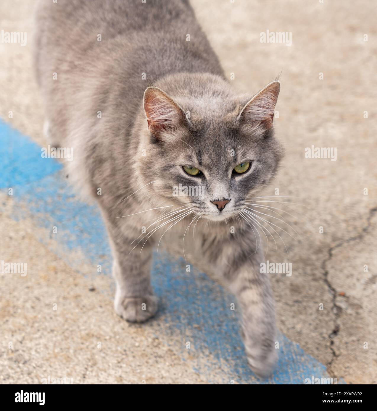 Asheville, Biltmore Vanderbilt Estate, North Carolina: adorable feral ...