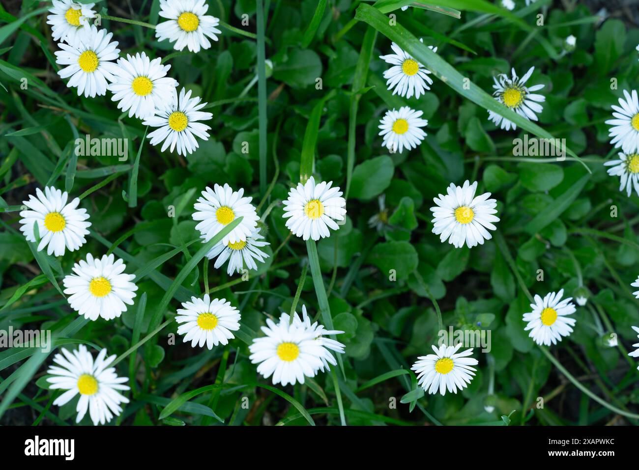 Daisy texture hi-res stock photography and images - Alamy