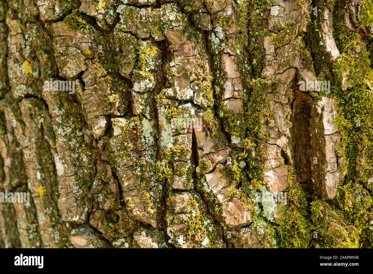 Texture of rough tree bark Stock Photo - Alamy