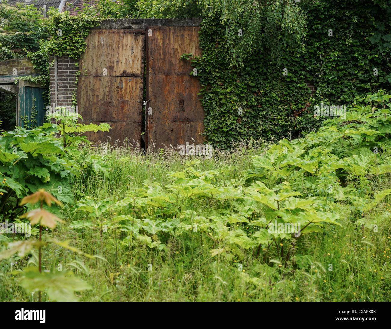 In overgrown backyard hi-res stock photography and images - Alamy