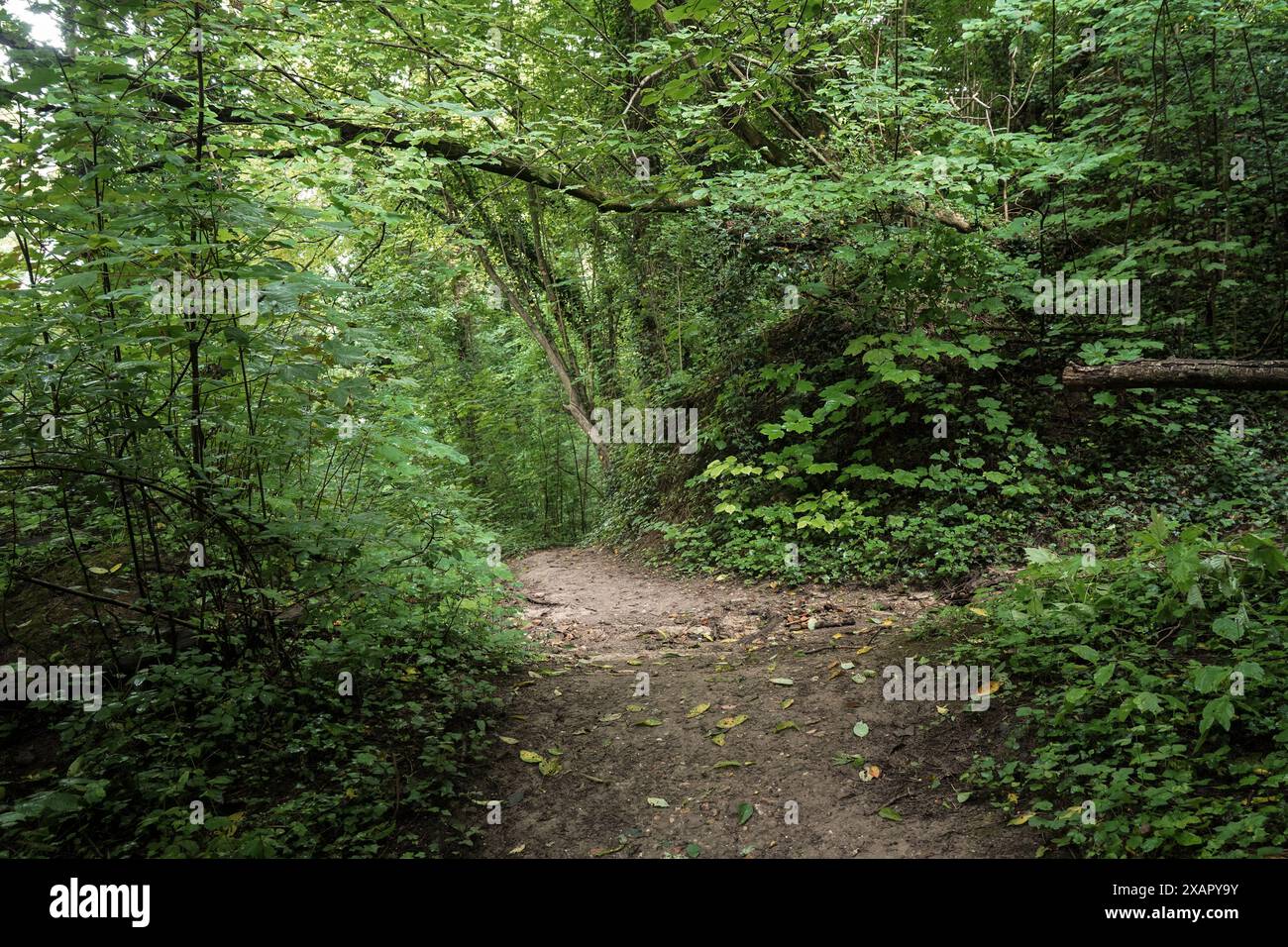 Forest at Sint-Pieters mountain Belgium part, Saint Peter nature ...