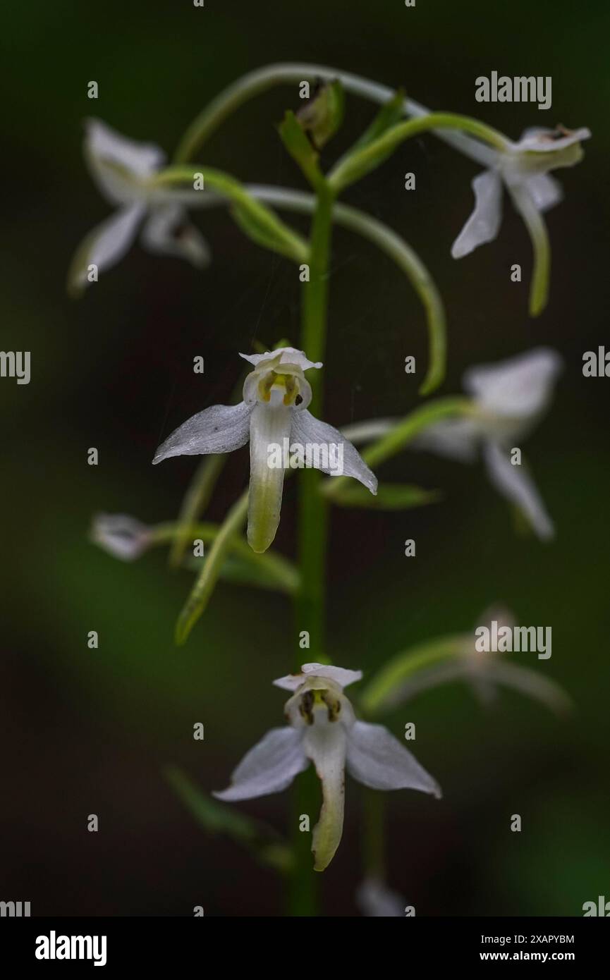 Rare orchid Platanthera Chlorantha. growing in forest, Belgium Stock ...