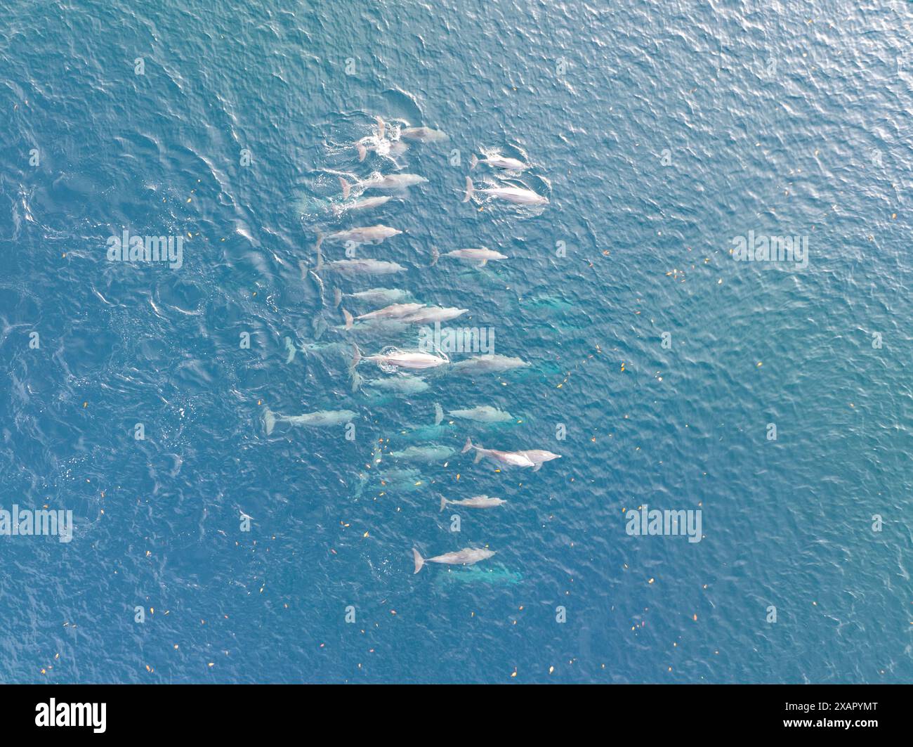 A pod of Spinner dolphins, Stenella longirostris, swims through blue ...