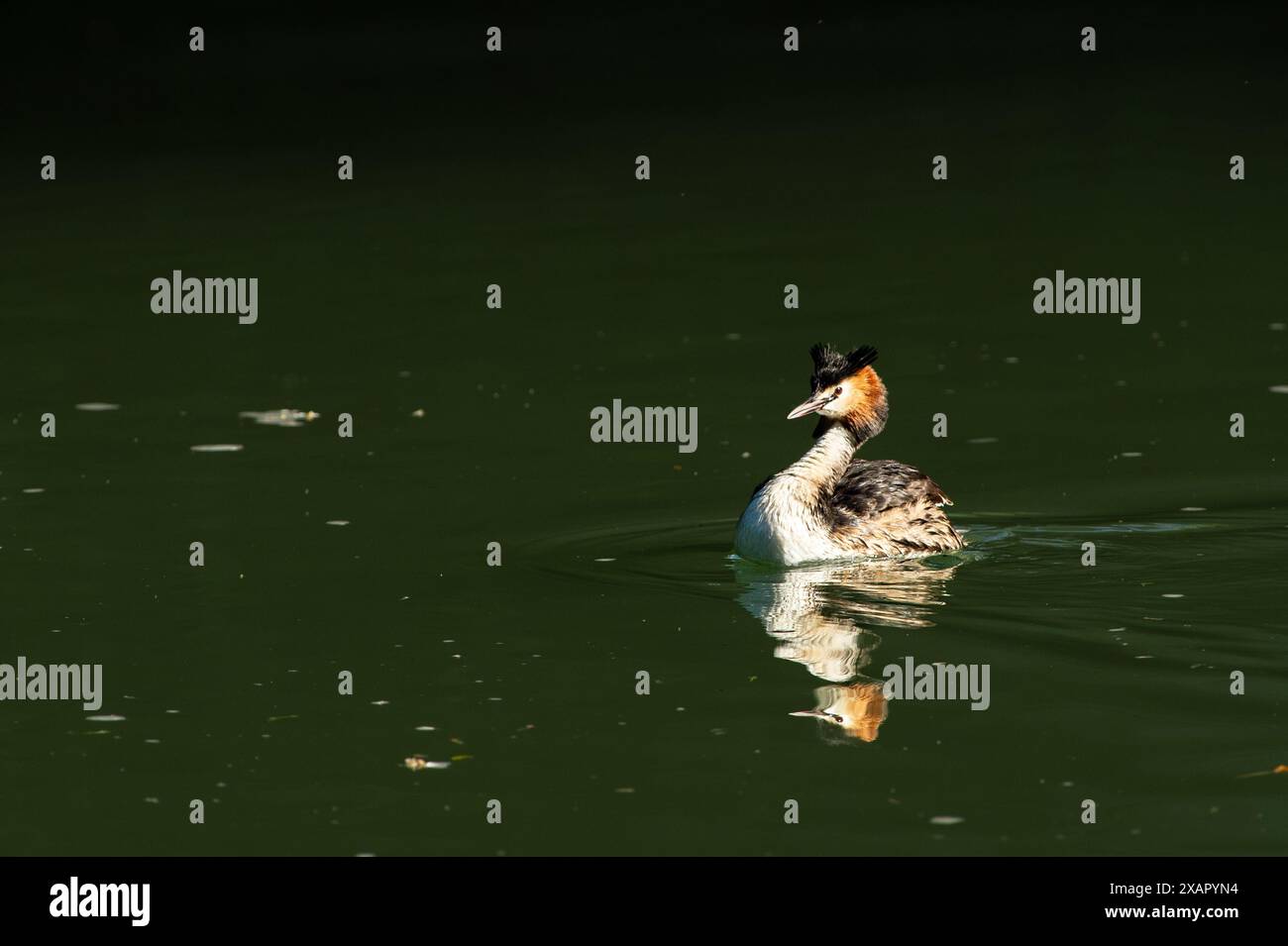 Birdwatching birding wildlife observation hi-res stock photography and ...