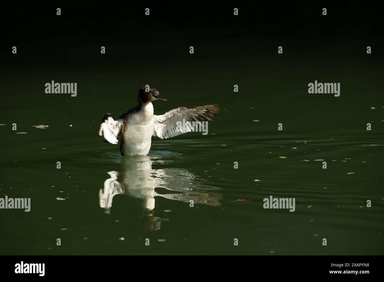 Birdwatching wildlife hi-res stock photography and images - Alamy