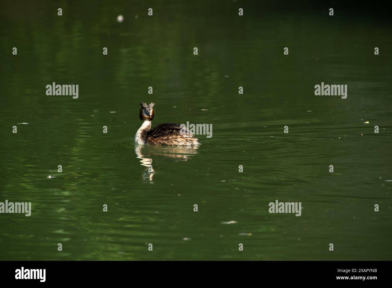 Bird behaviour photo hi-res stock photography and images - Alamy