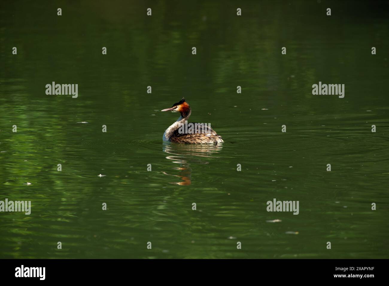 Bird behaviour photo hi-res stock photography and images - Alamy