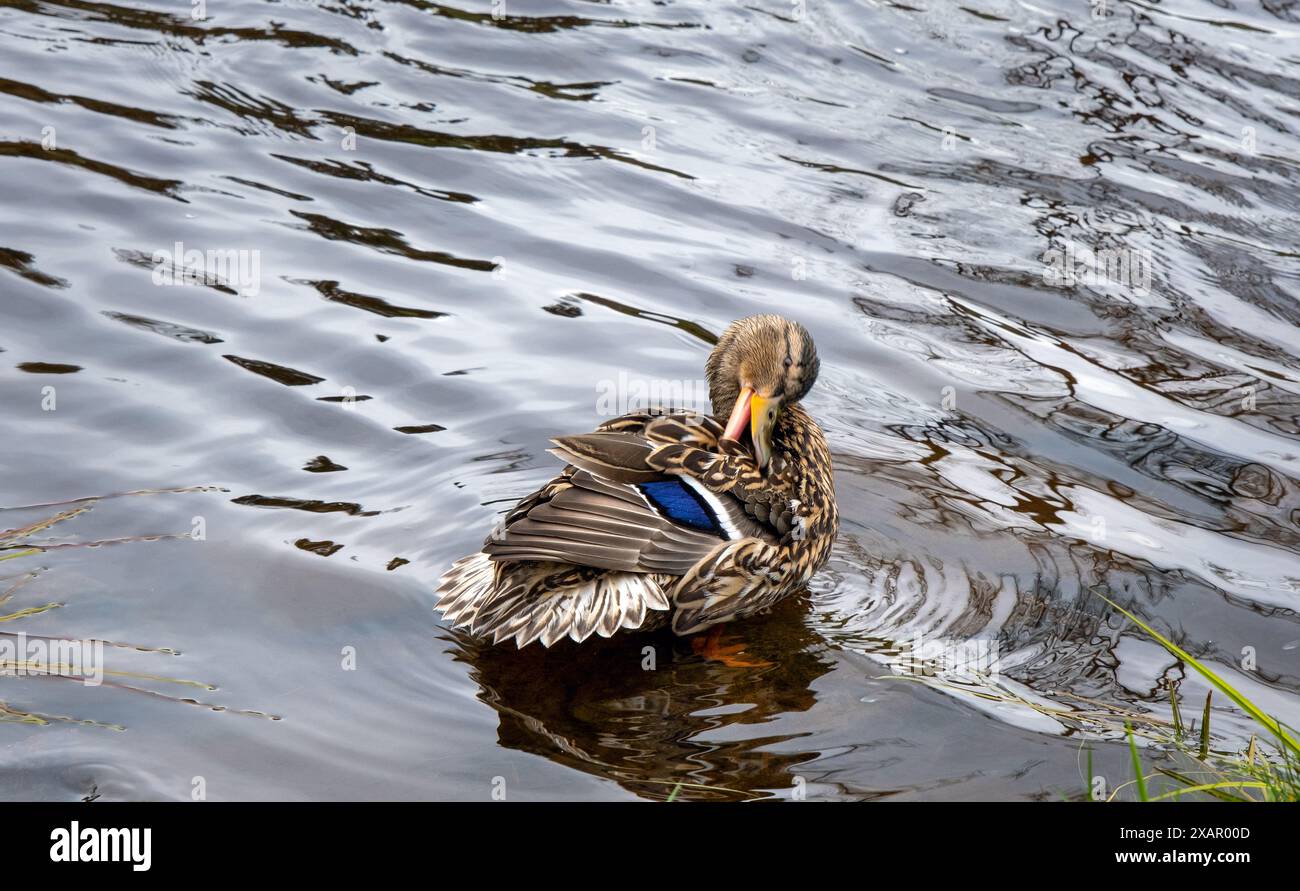 Female wild duck mallard cleans hi-res stock photography and images - Alamy