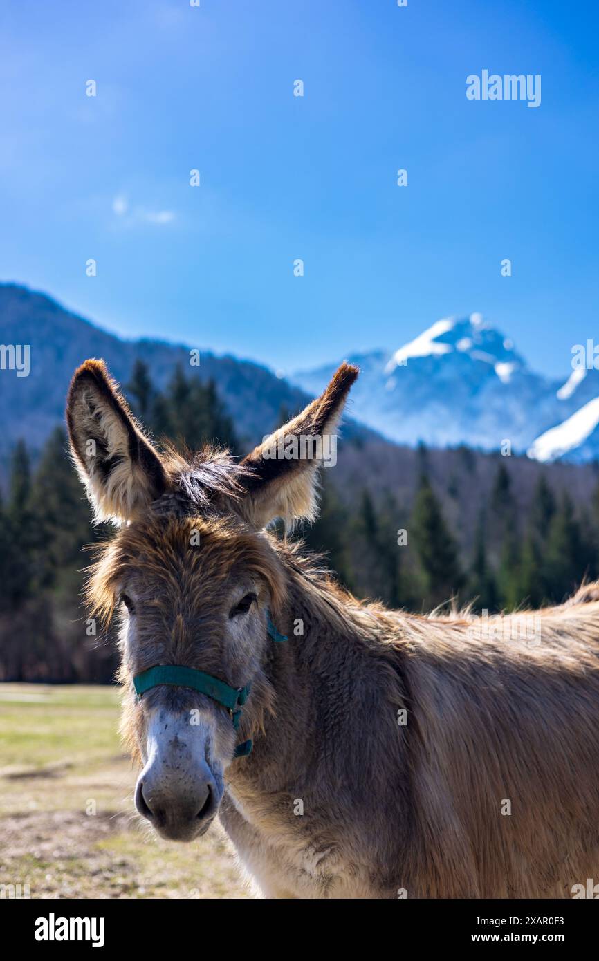 Donkeys in the fields near Fusine, Tarvisio, Italy Stock Photo - Alamy