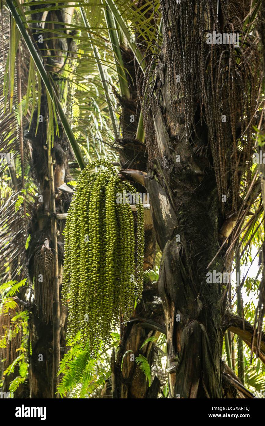 Minahasa hi-res stock photography and images - Alamy