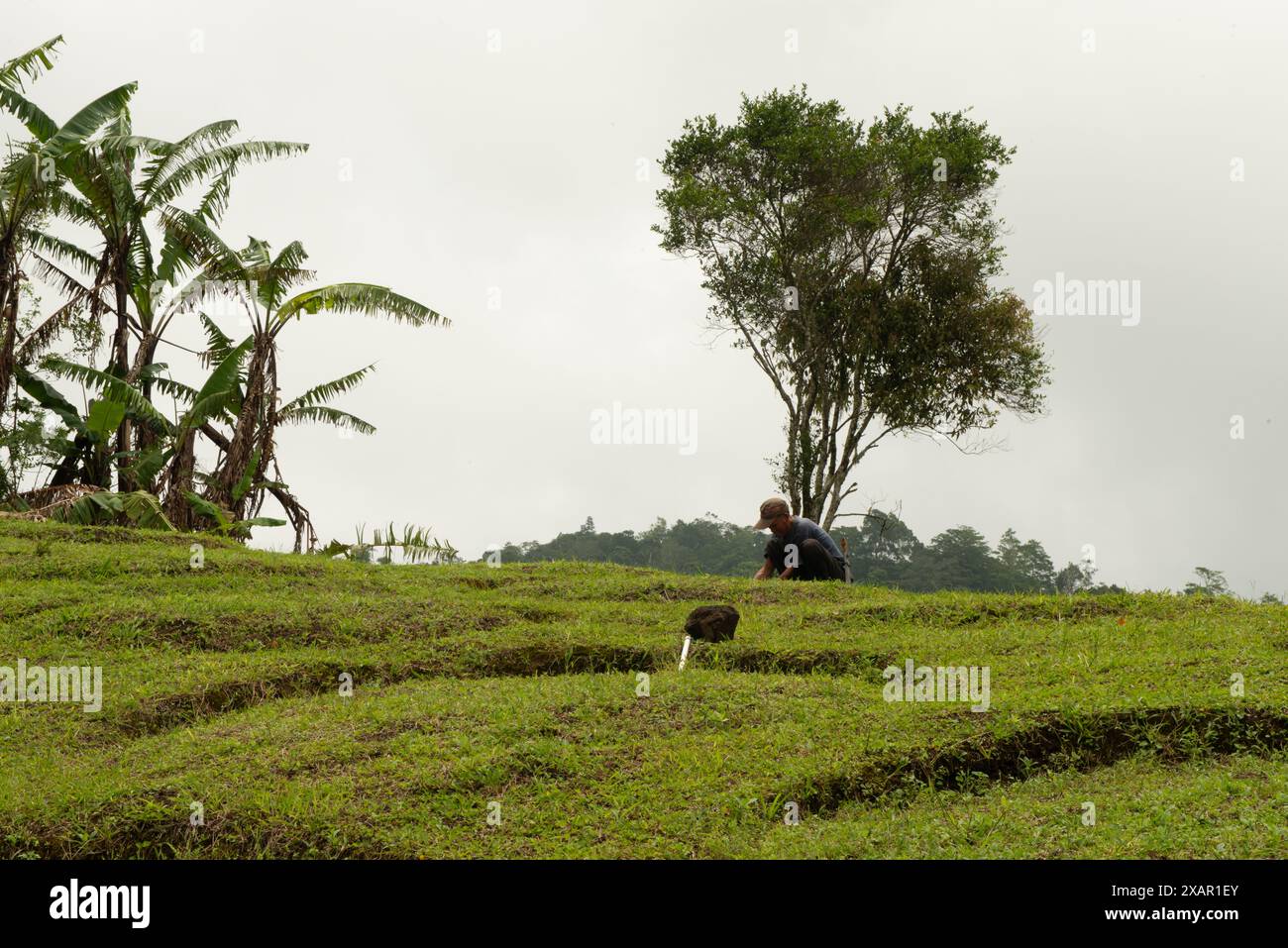 Minahasa hi-res stock photography and images - Alamy