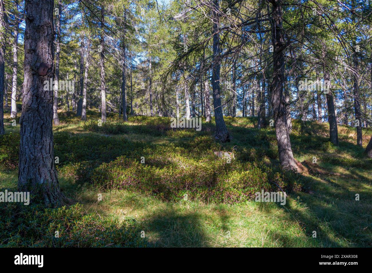 Beautiful conifers on mountain hi-res stock photography and images - Alamy