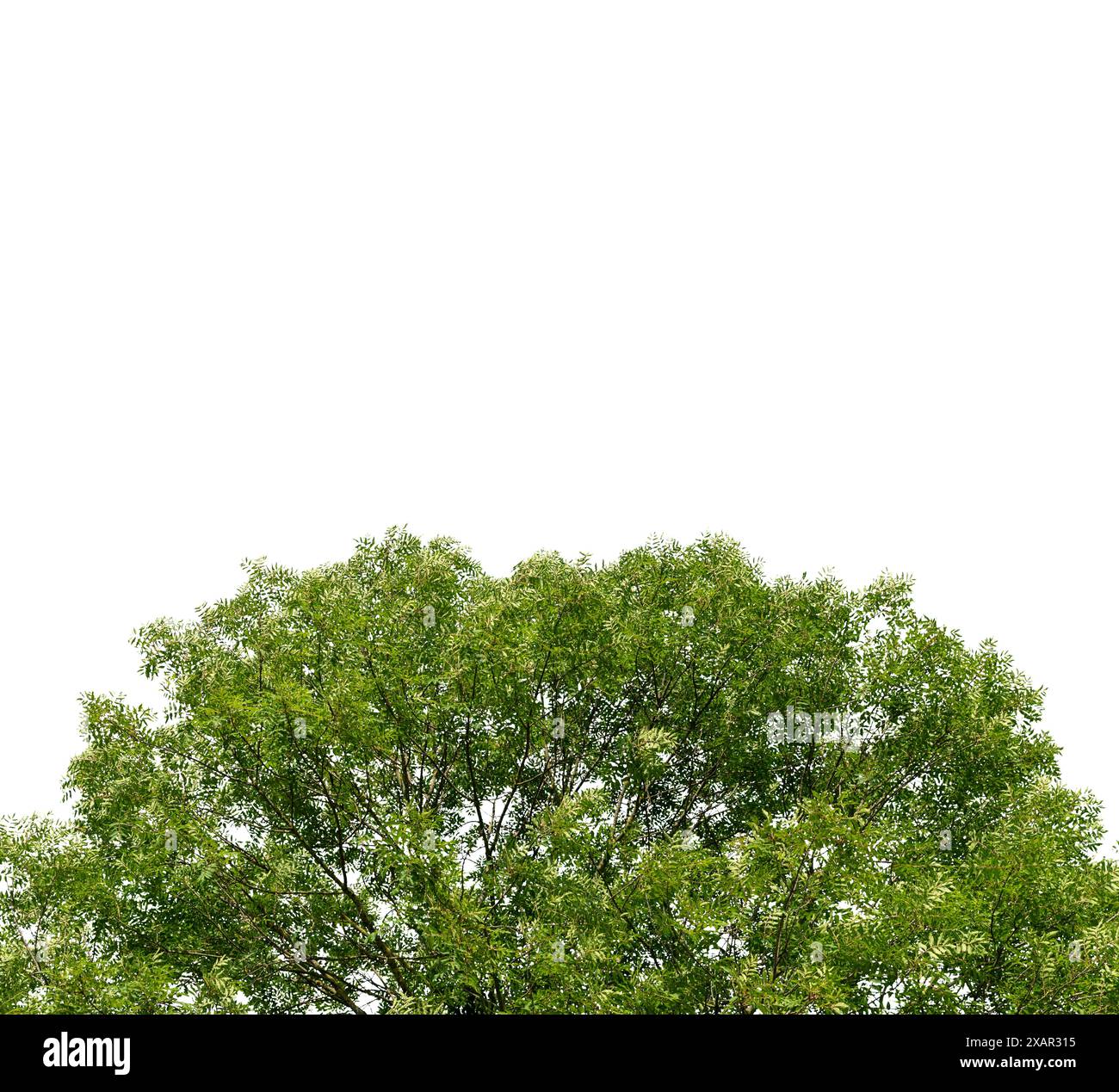 Ash tree canopy isolated on white with clipping path included, suitable ...