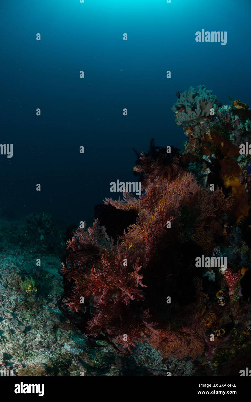 Reefscape - Bangka Island Stock Photo - Alamy