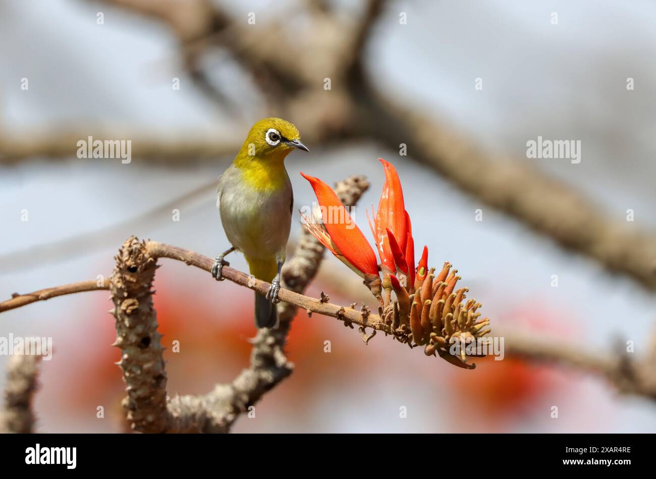 Indian white-eye, formerly the Oriental white-eye, is a small passerine ...