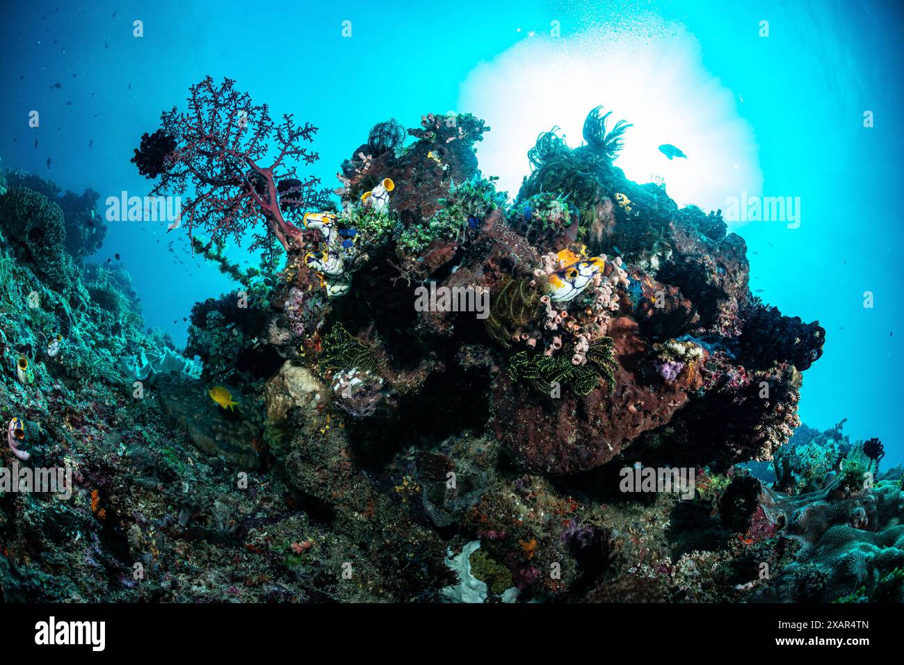 Reefscape - Bangka Island Stock Photo - Alamy