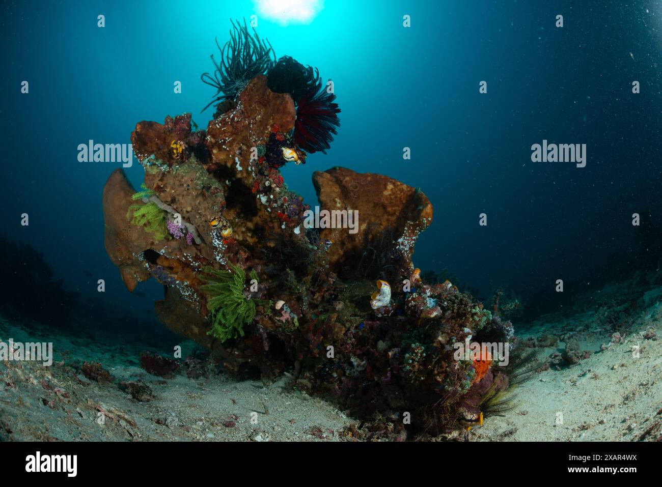 Reefscape - Bangka Island Stock Photo - Alamy