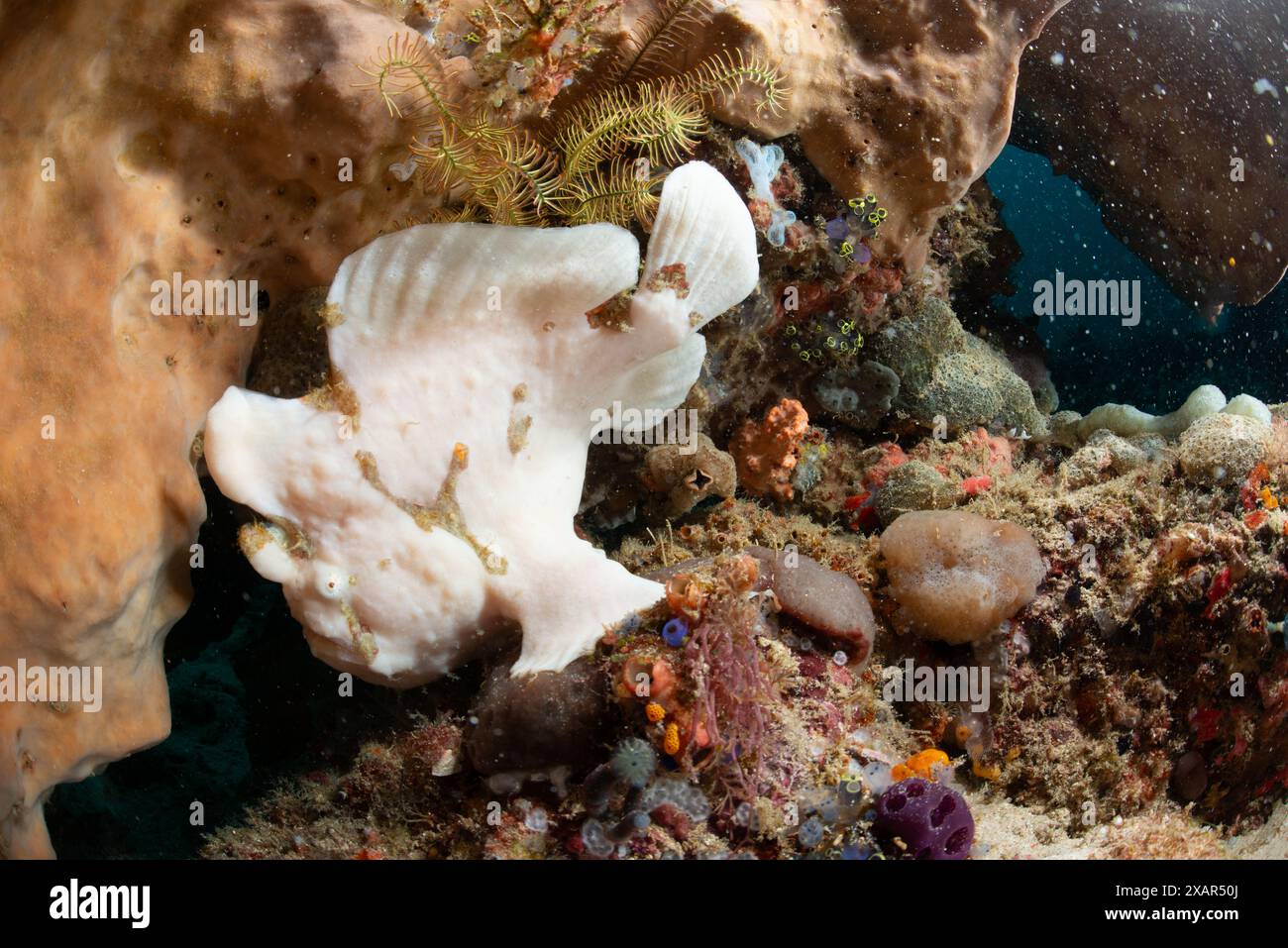 Reefscape - Bangka Island Stock Photo - Alamy