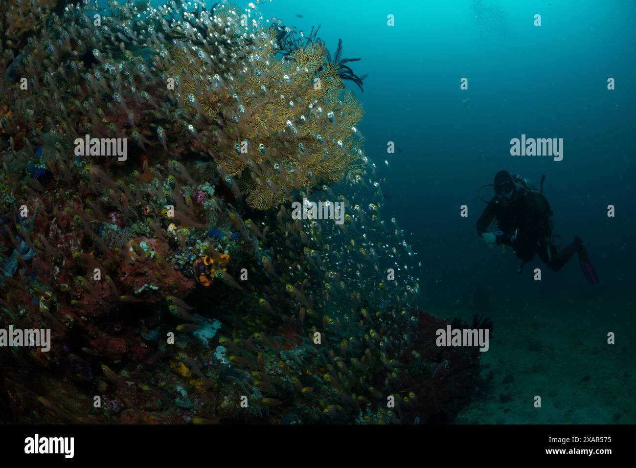 Reefscape - Bangka Island Stock Photo - Alamy