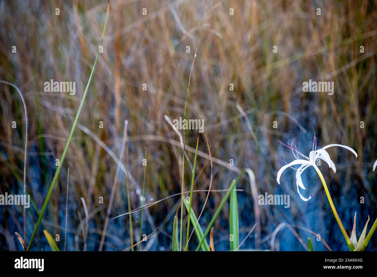 Southern Swamp Lily at the water surface of wetland swamp in the ...