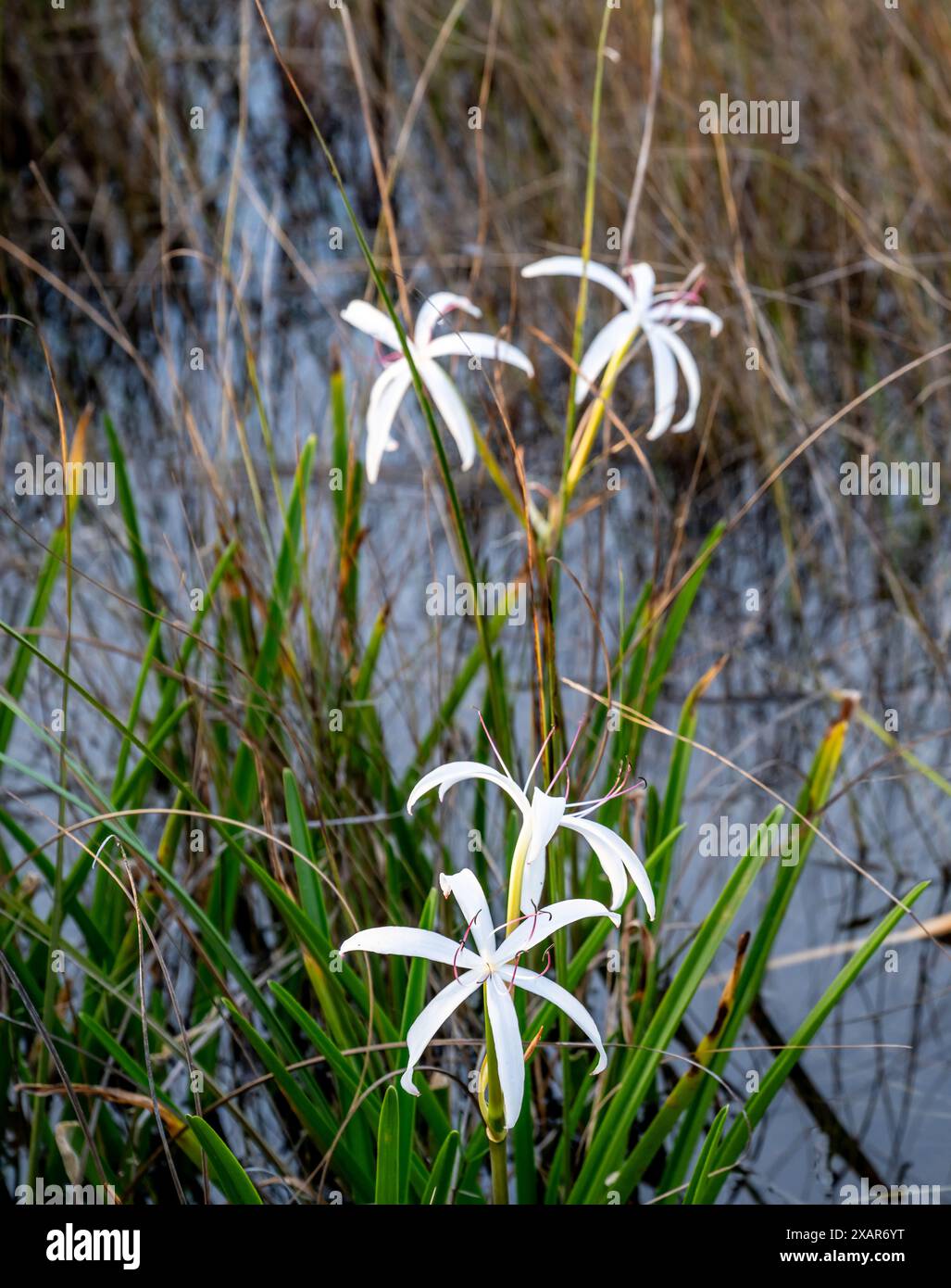 Southern Swamp Lily at the water surface of wetland swamp in the ...