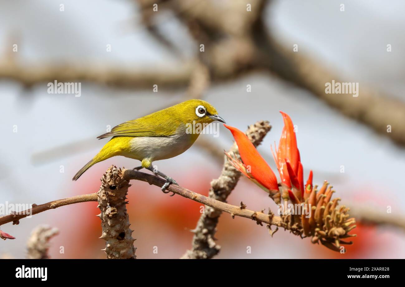 Indian woodland birds hi-res stock photography and images - Alamy