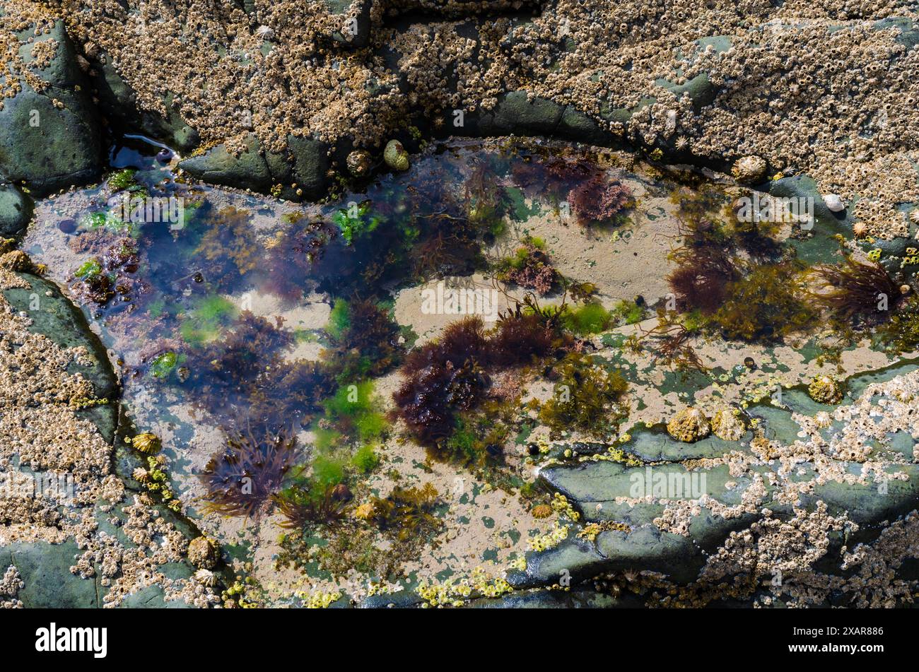 Rock pool on the beach at Ballywalter with seaweeds barnacles and ...