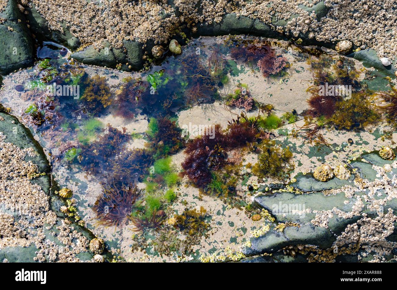 Rock pool on the beach at Ballywalter with seaweeds barnacles and ...