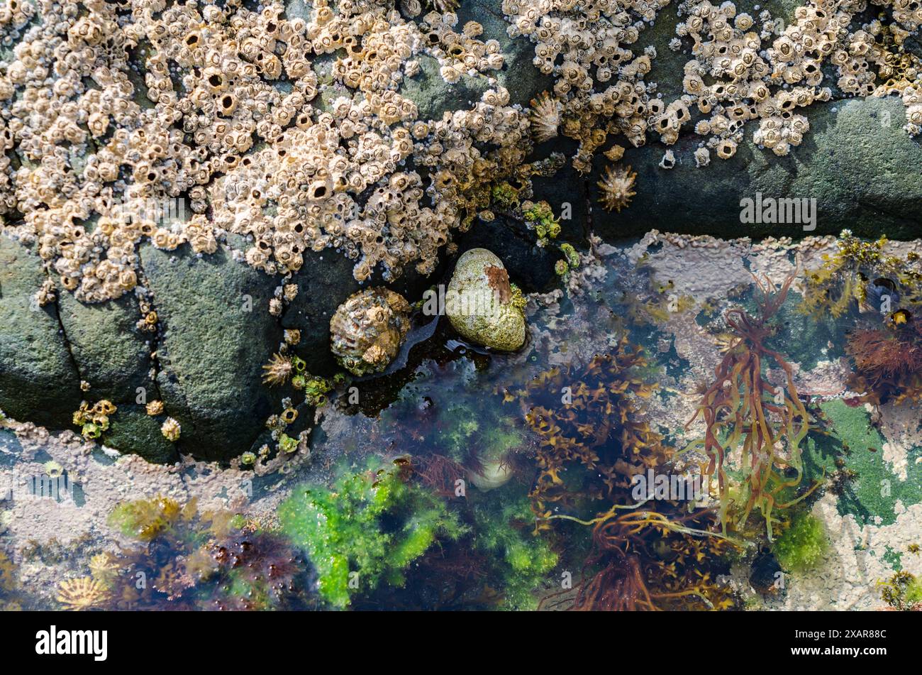 Rock pool on the beach at Ballywalter with seaweeds barnacles and ...