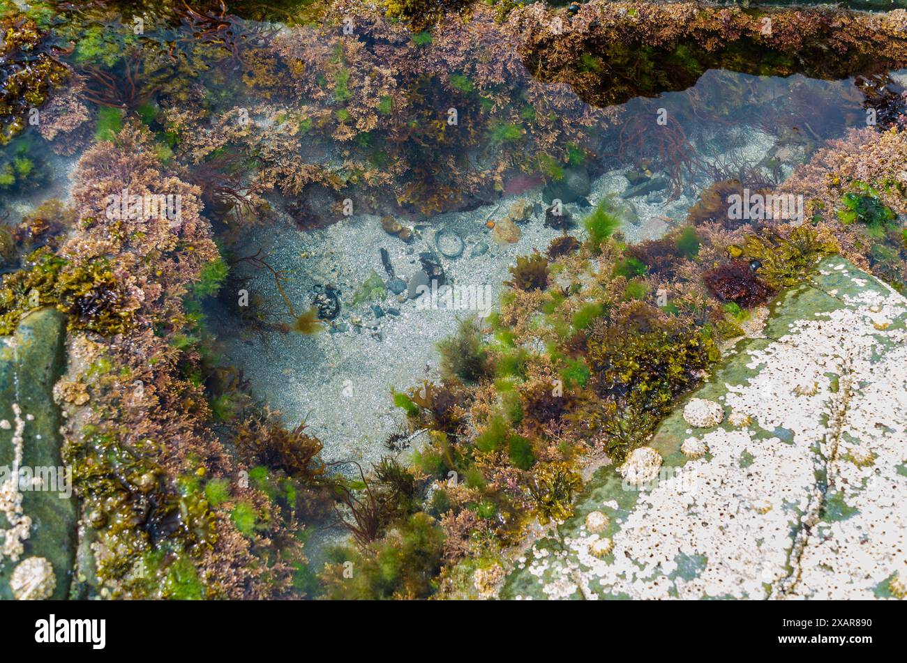 Rock pool on the beach at Ballywalter with seaweeds barnacles and ...