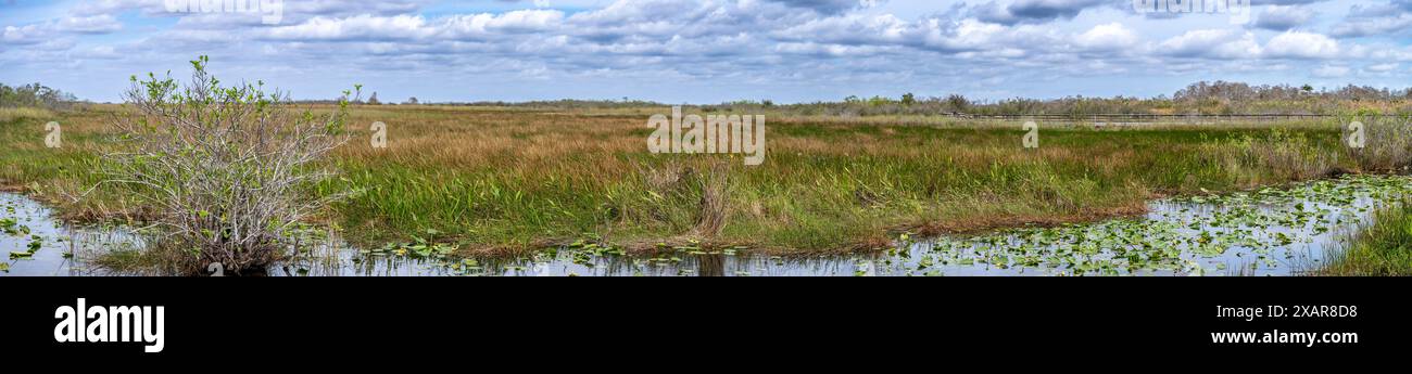 Panoramic view of the open grass of the Florida Everglades swamp Stock ...