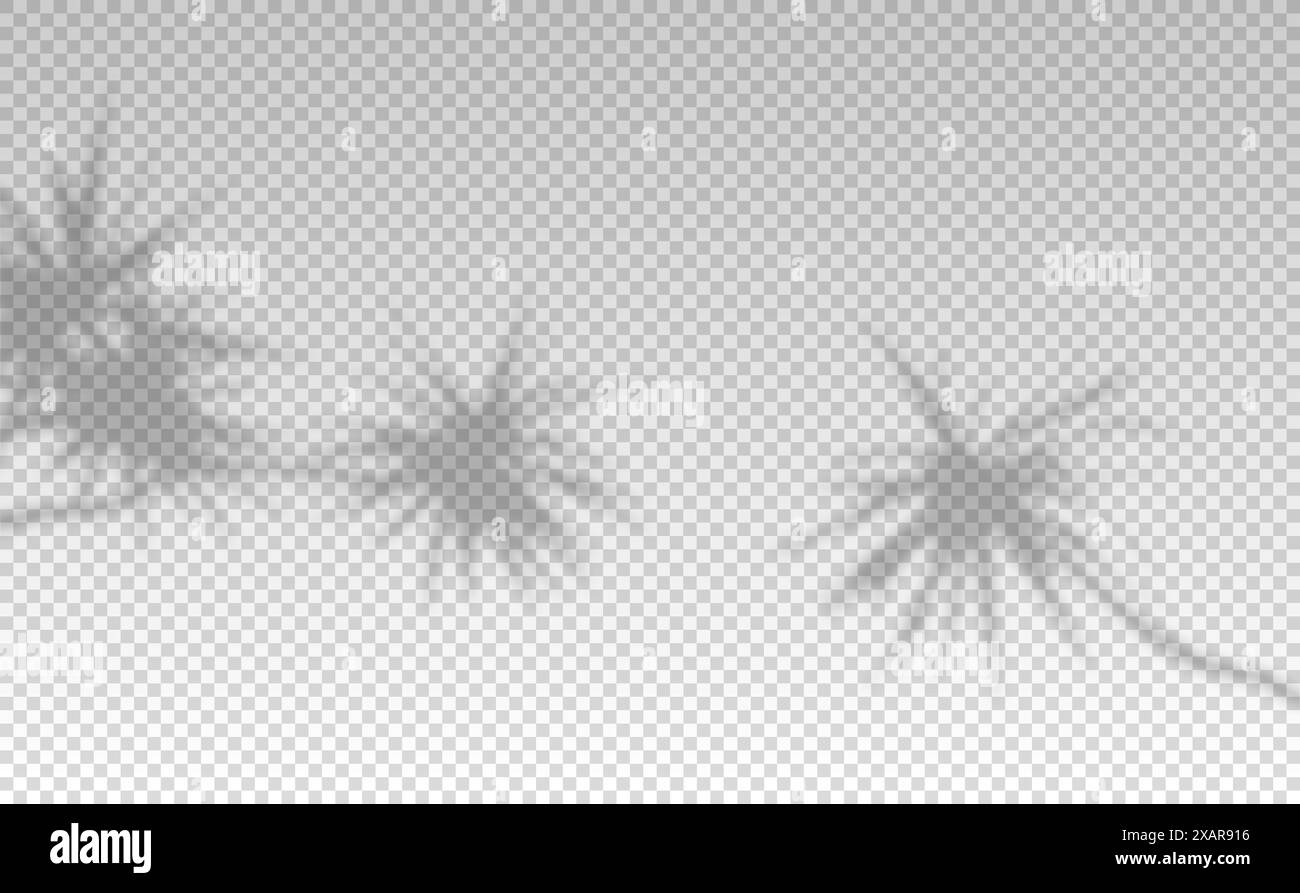 Shadow of leaf from window. Shadows palm leaves isolated on transparent ...