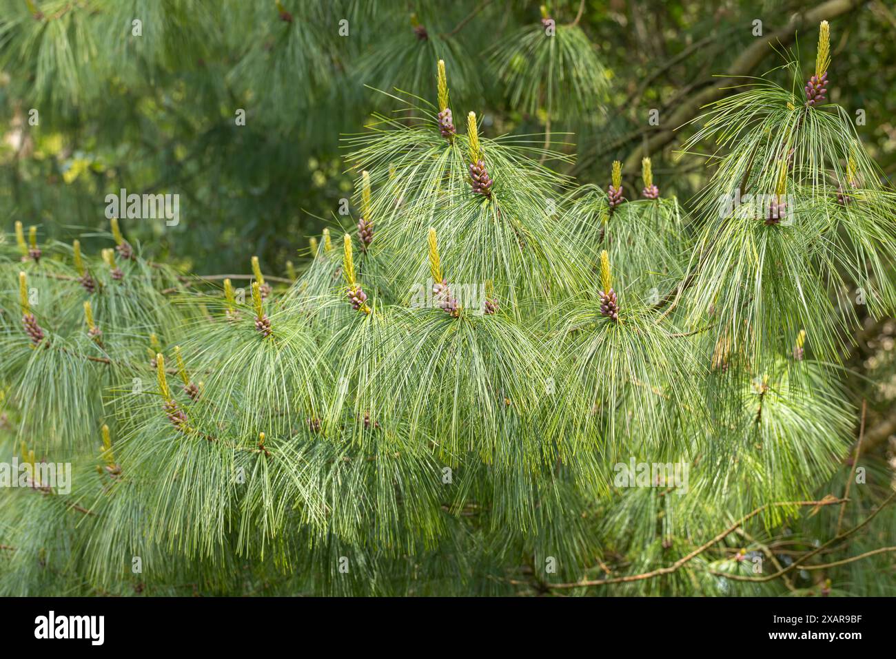 Close up of Pinus Wallichiana, Bhutan Pine and its needle like foliage ...