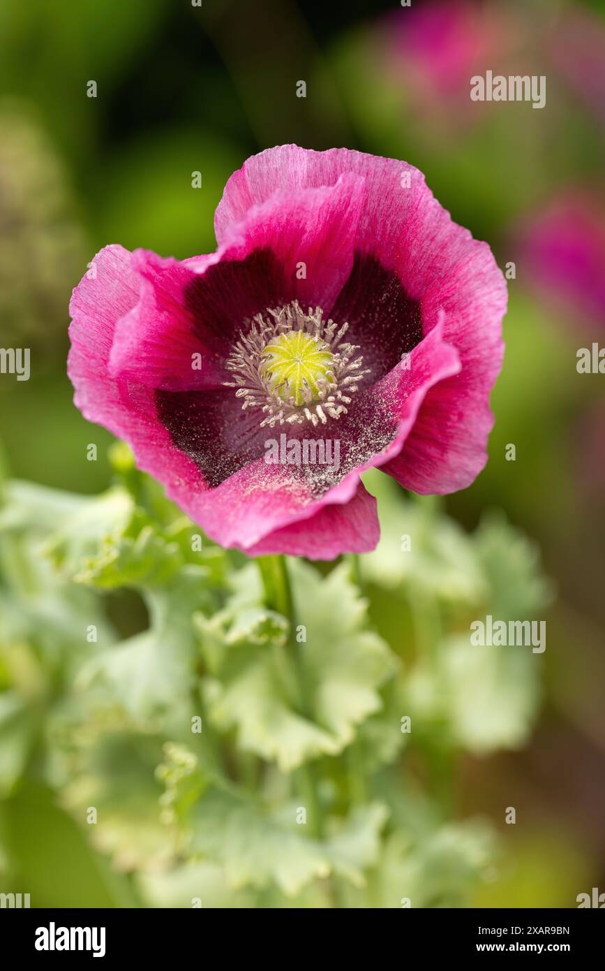 Poppy leaves hi-res stock photography and images - Alamy