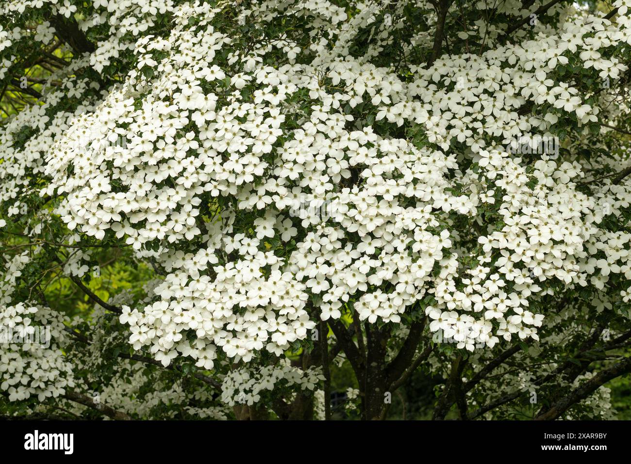 White dogwood trees hi-res stock photography and images - Alamy